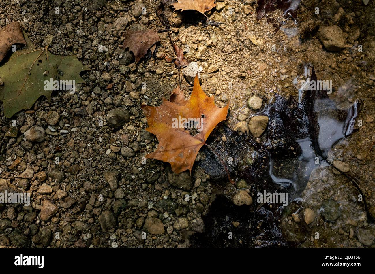Wet Fall Maple Leaf Stock Photo - Alamy
