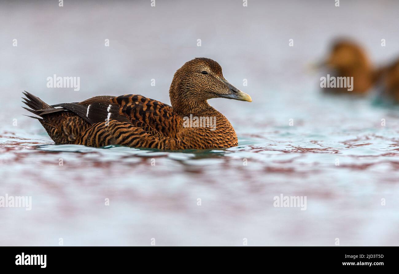 King eider (Somateria spectabilis, female) from Baatsfjord, Finnmark ...