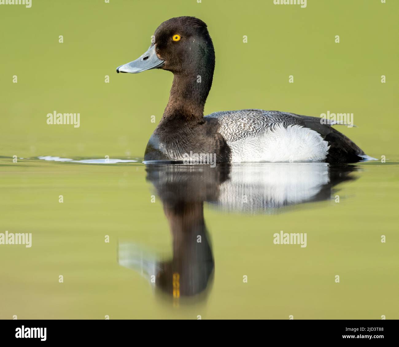 Lesser Scaup (Aythya affinis) reflection on the lake, Kamloops, British ...