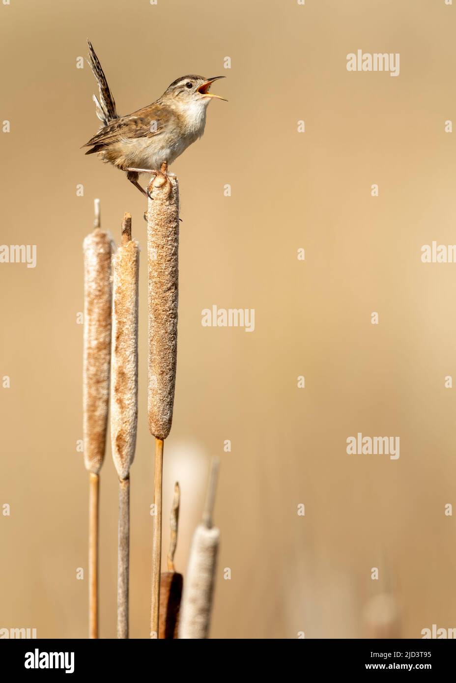 Marsh Wren ( Cistothorus palustris) singing on top of cattails ...