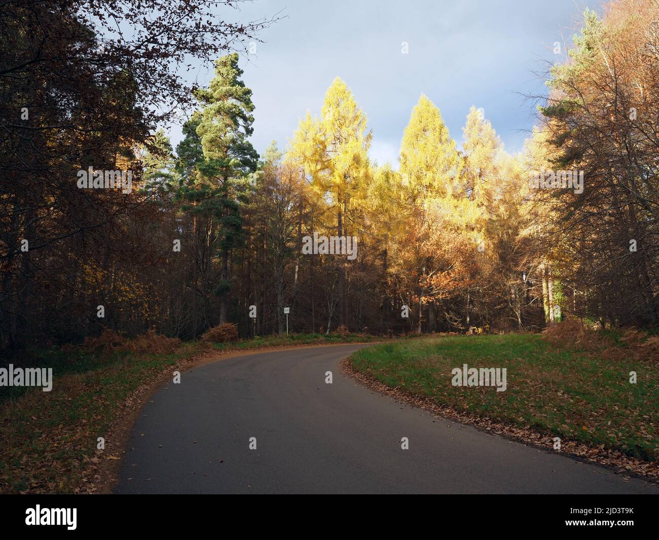 A winding back country road through the autumnal colours of a forest of ...