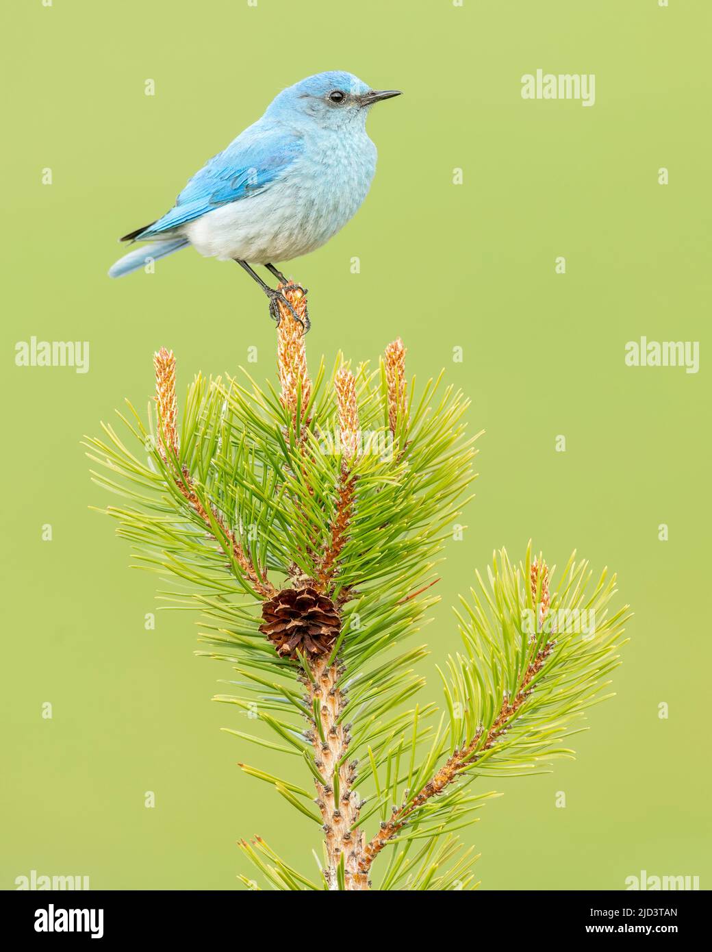 Mountain Bluebird Male (Sialia currucoides), Kamloops Canada, North ...