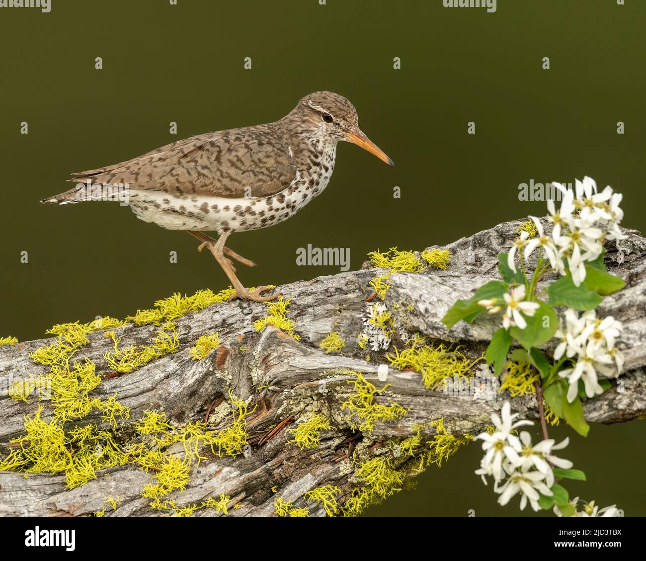Spotted Sandpiper (Actitis macularius), Kamloops Canada, North America ...