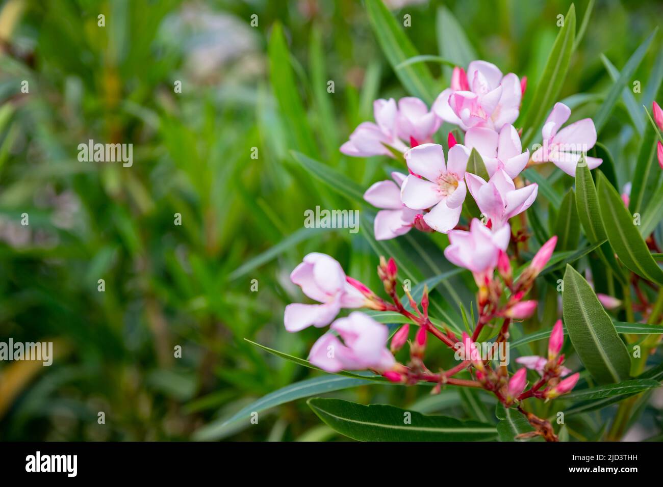 Best pink oleander flowers, Nerium oleander, bloomed in spring. Shrub ...