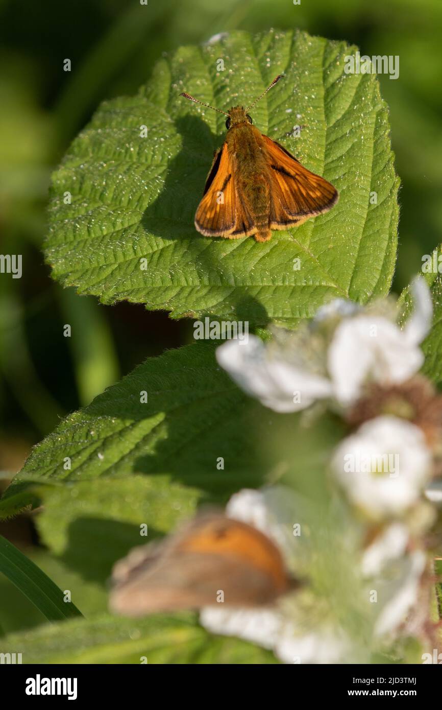Large Skipper Butterfly Stock Photo - Alamy