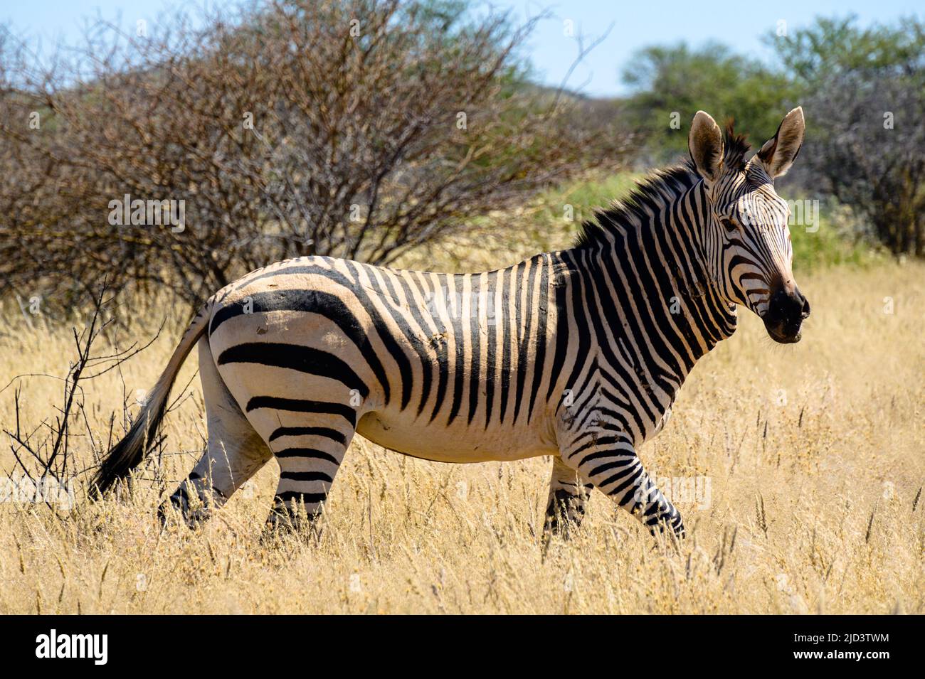 Zebra standing in tall gras Stock Photo - Alamy
