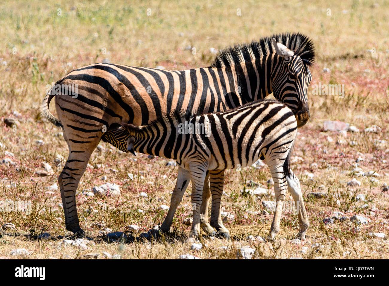Baby zebra suckling from its mother Stock Photo - Alamy