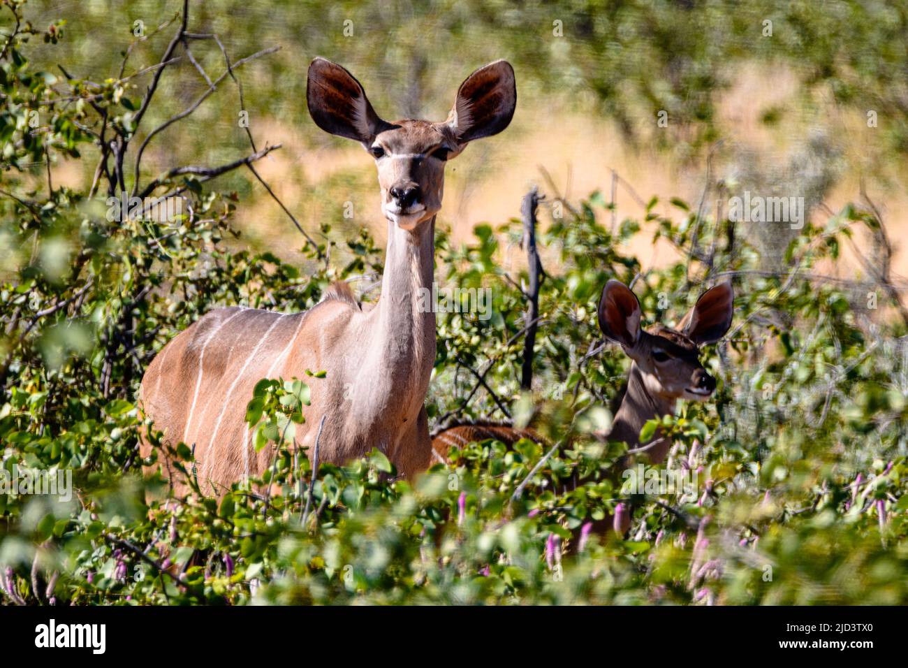 Mother and baby Kudu in Namibia Stock Photo - Alamy