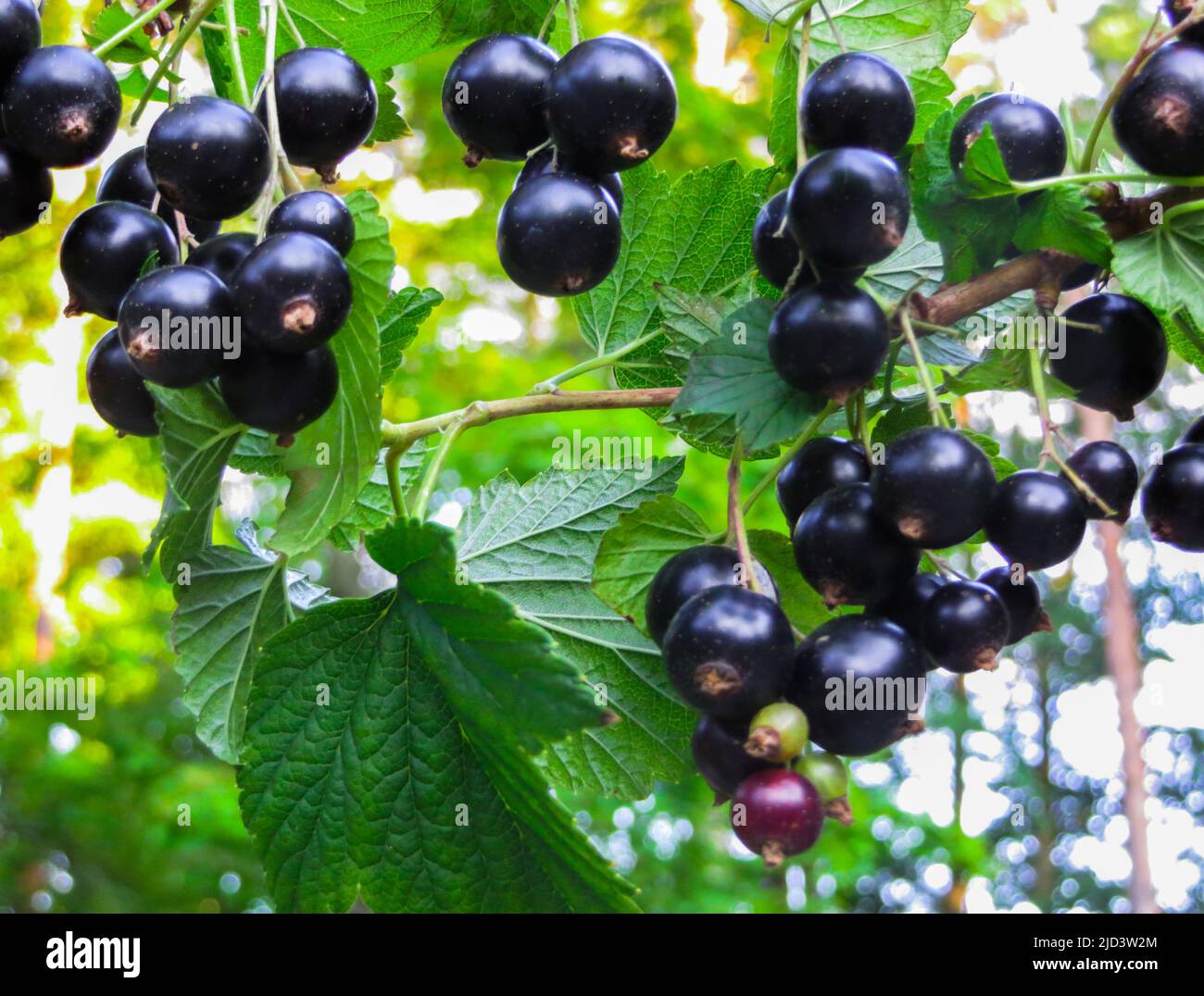Beautiful, delicious blackcurrant berries on a branch Stock Photo - Alamy