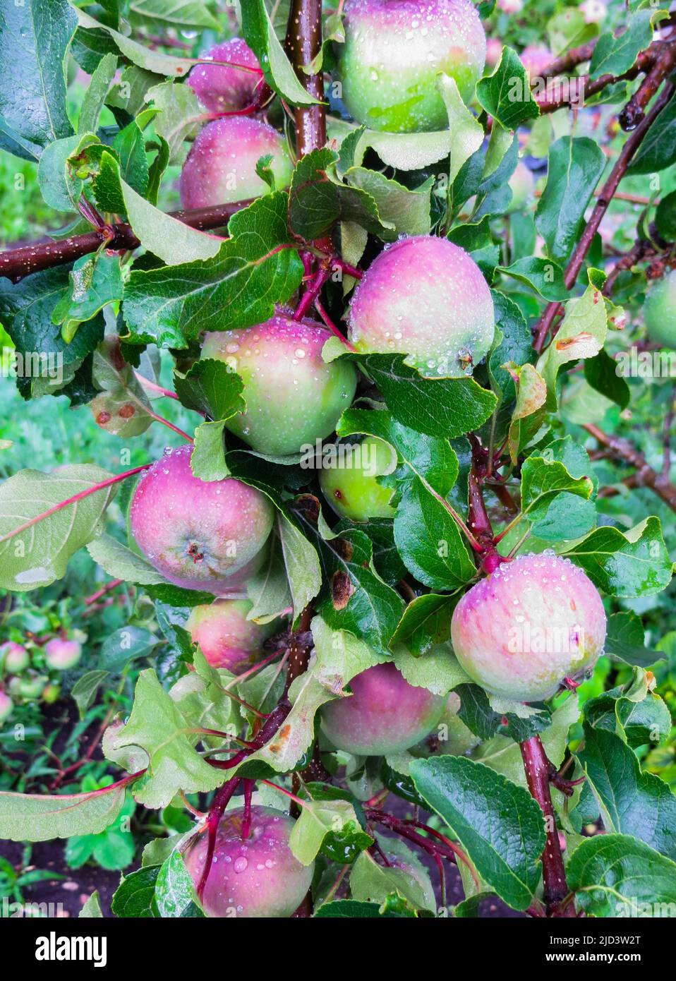 a branch of an apple tree with apples and leaves in the garden Stock ...