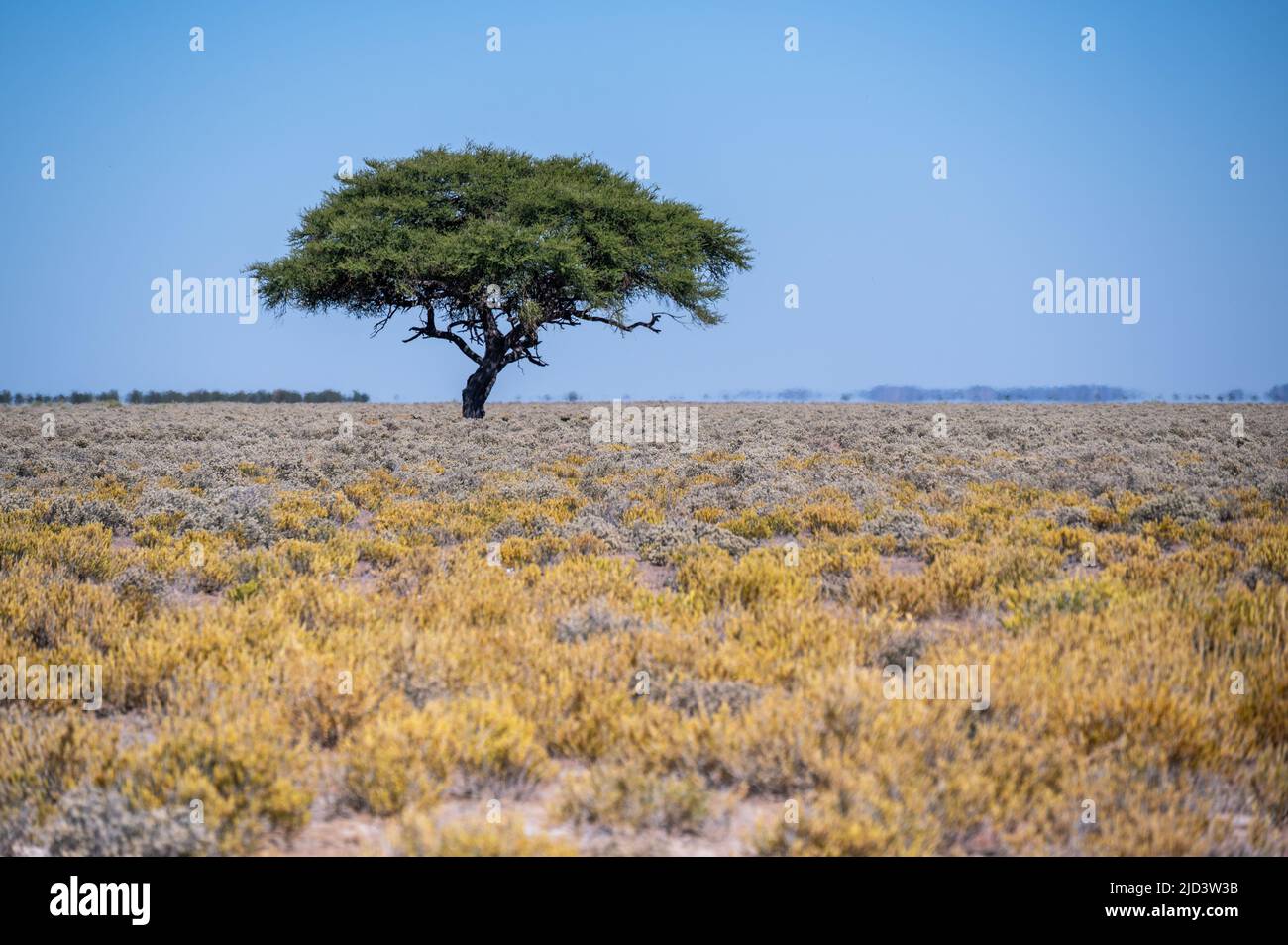 Large Acacia tree in the open savanna plains of Namibia Stock Photo - Alamy