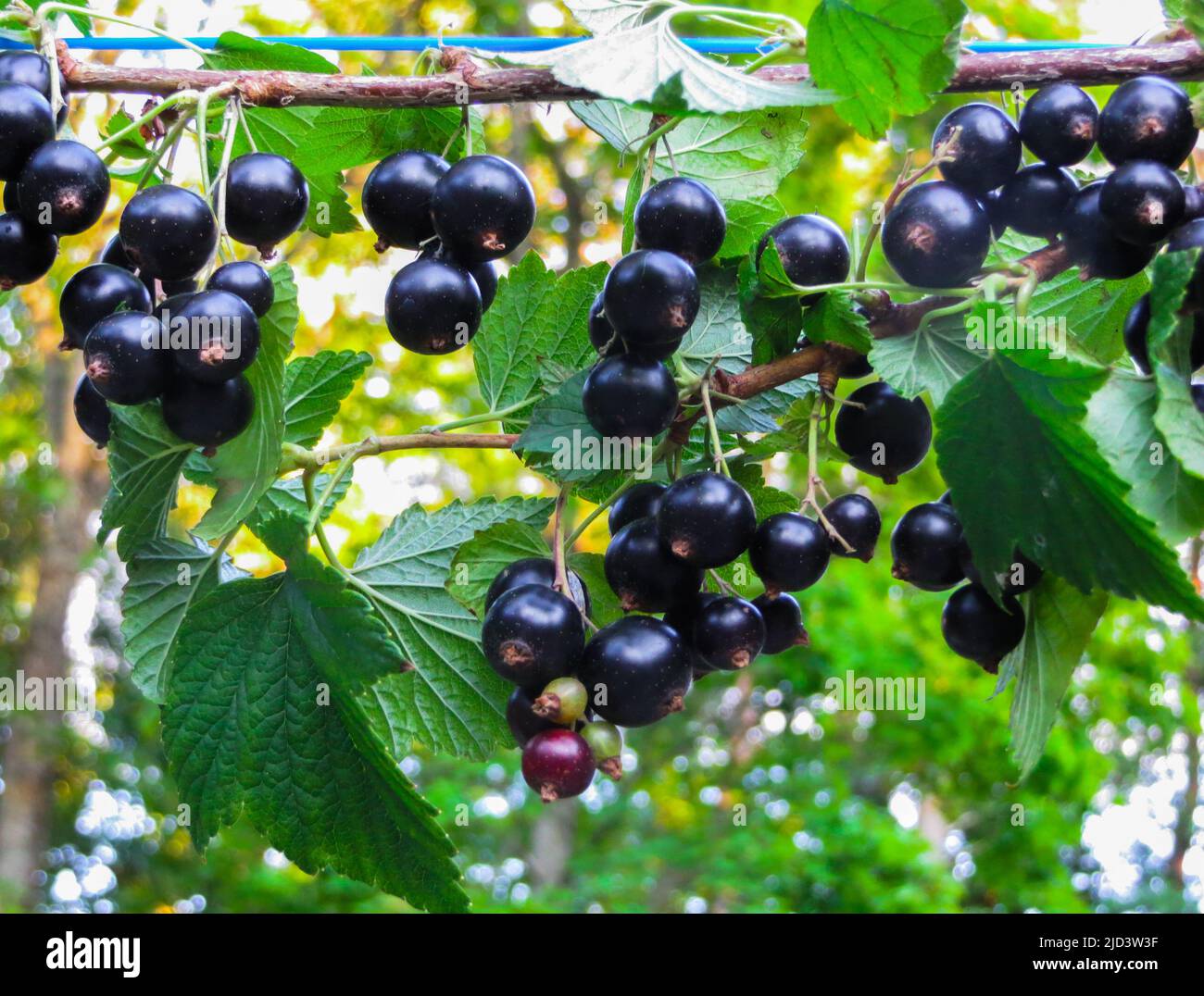 Beautiful, delicious blackcurrant berries on a branch Stock Photo - Alamy
