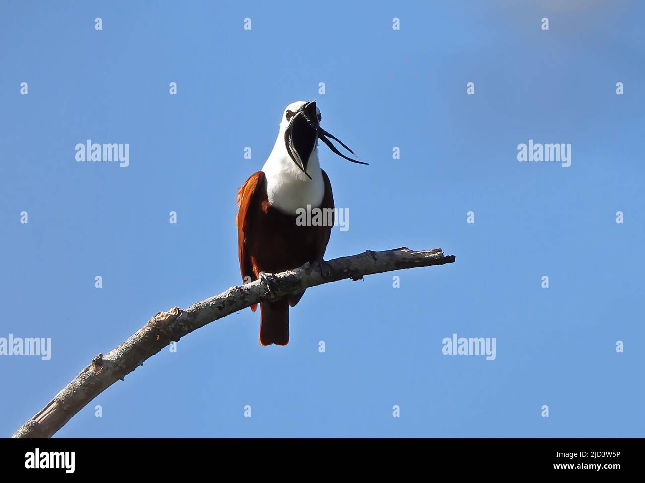 Three-wattled Bellbird (Procnias tricarunculatus) adult male singing ...