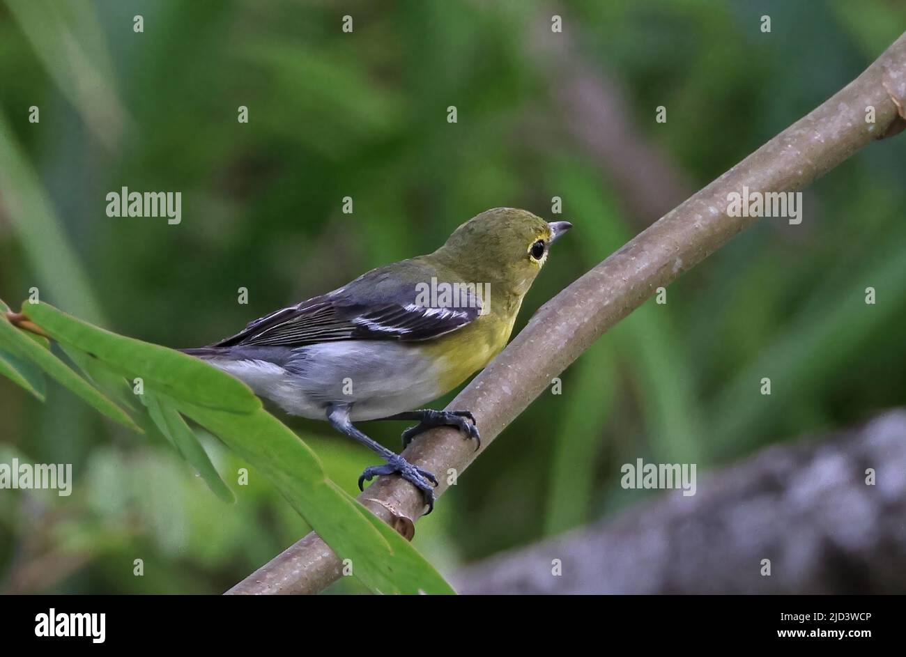 Osa peninsula yellow bird hi-res stock photography and images - Alamy