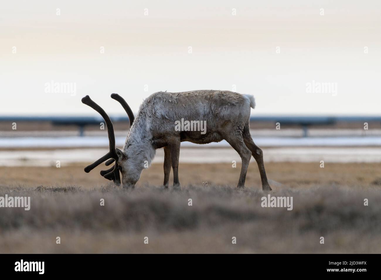 Alaska oil pipeline caribou hi-res stock photography and images - Alamy