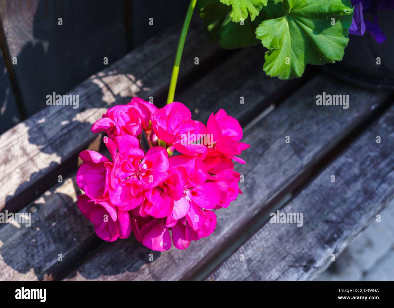 A beautiful pink pelargonium on a flower bed Stock Photo - Alamy