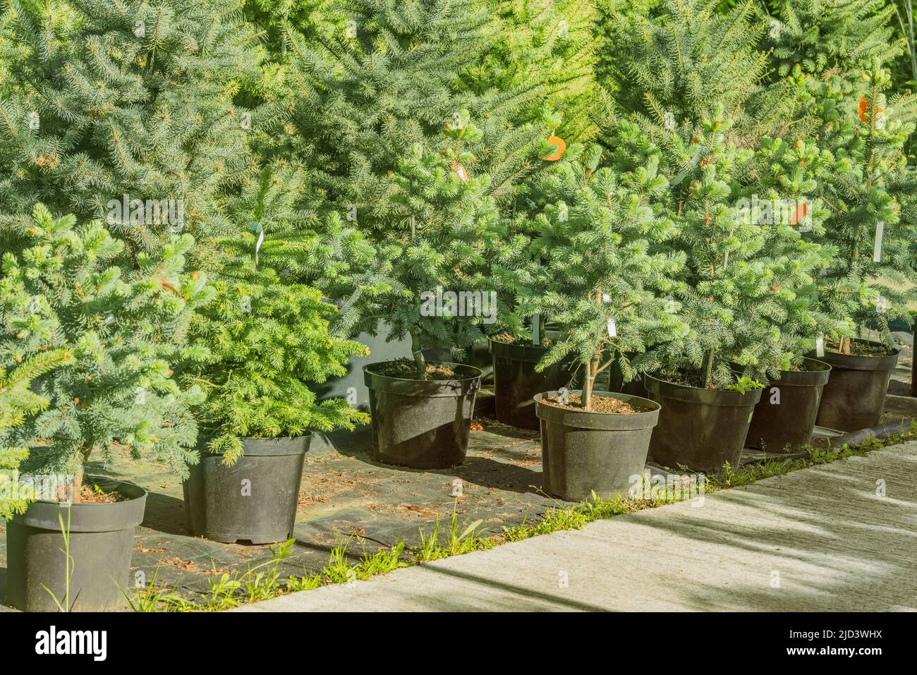Nursery territory hi-res stock photography and images - Alamy