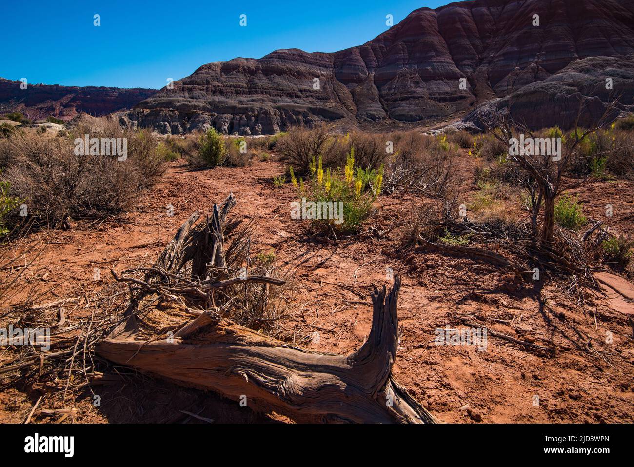 Harsh climate plants hi-res stock photography and images - Alamy