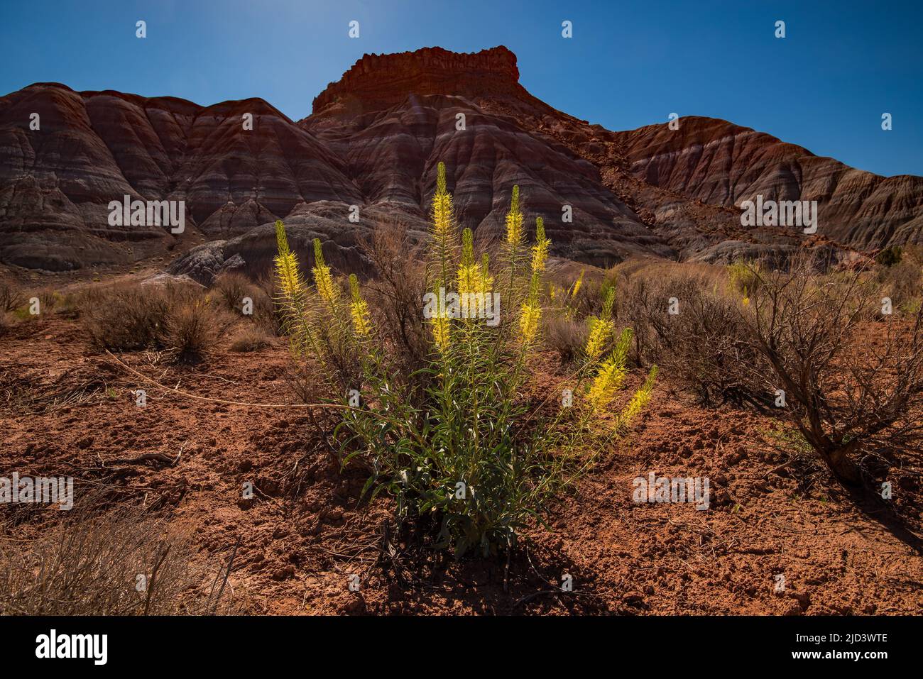 Natural beauty and biodiversity hi-res stock photography and images - Alamy