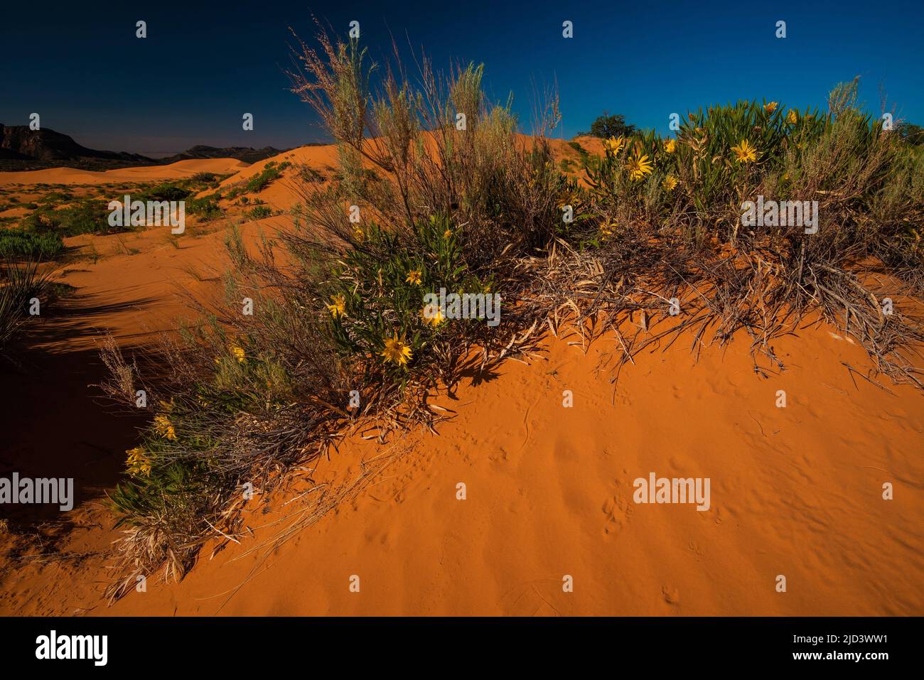 Yellow wildflowers (Mules Ears) blooming in Coral Pink Sand Dunes. They ...