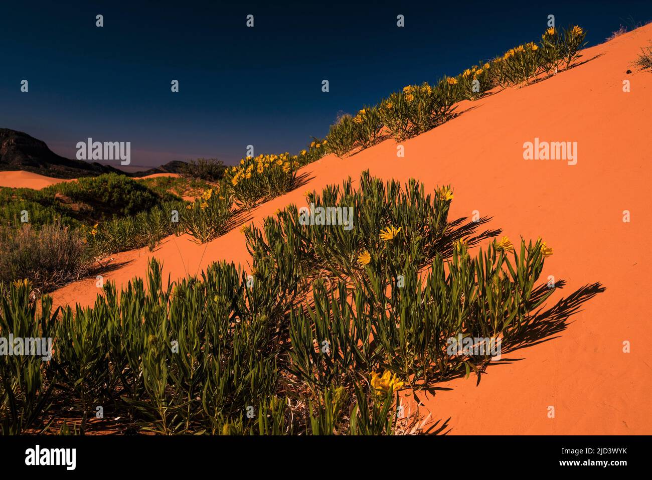 Yellow wildflowers (Mules Ears) blooming in Coral Pink Sand Dunes. They ...