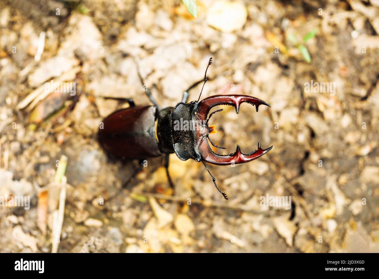Close-up of rare largest species of european stag beetle standing on ...