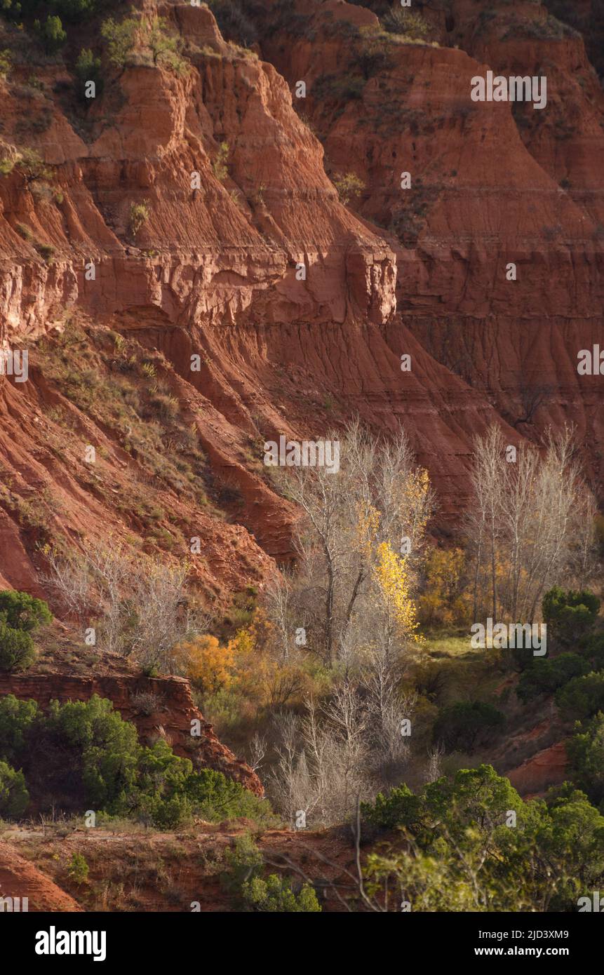 The steep rockside leads water to the trees at the bottom of the ravine ...