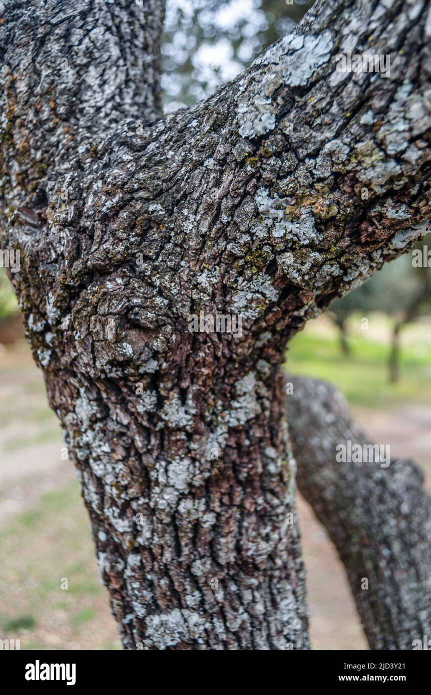 Natural background, lichens on a tree bark Stock Photo - Alamy
