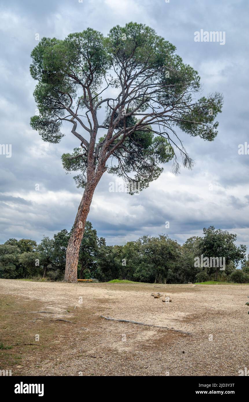 View of a Mediterranean pine tree (Pinus halepensis Stock Photo - Alamy