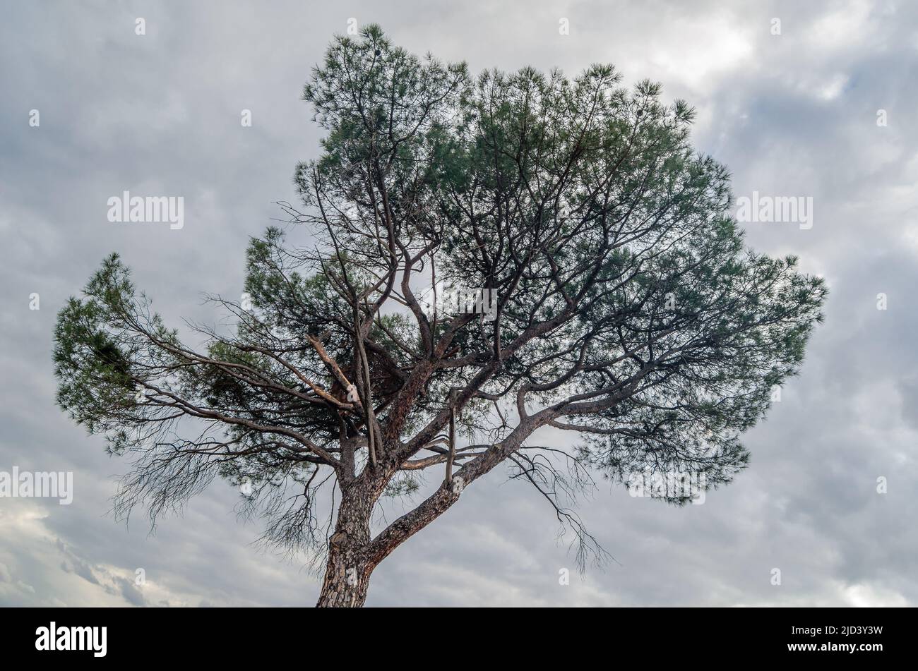 View of a Mediterranean pine tree (Pinus halepensis Stock Photo - Alamy
