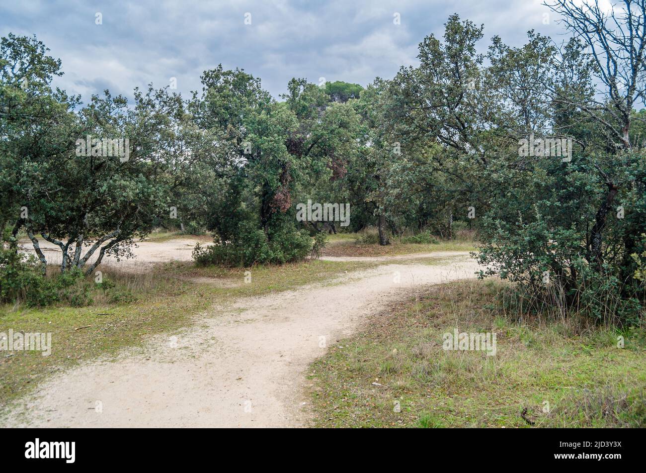 View of Monte el Pardo, a large forested area in Madrid, Spain, one of ...