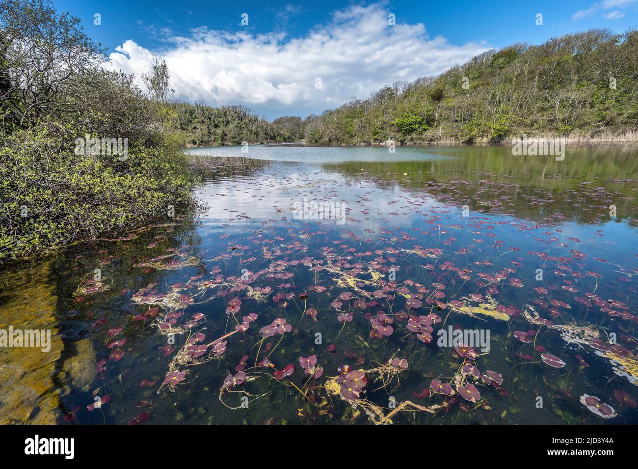 Bosherston water lilies hi-res stock photography and images - Alamy