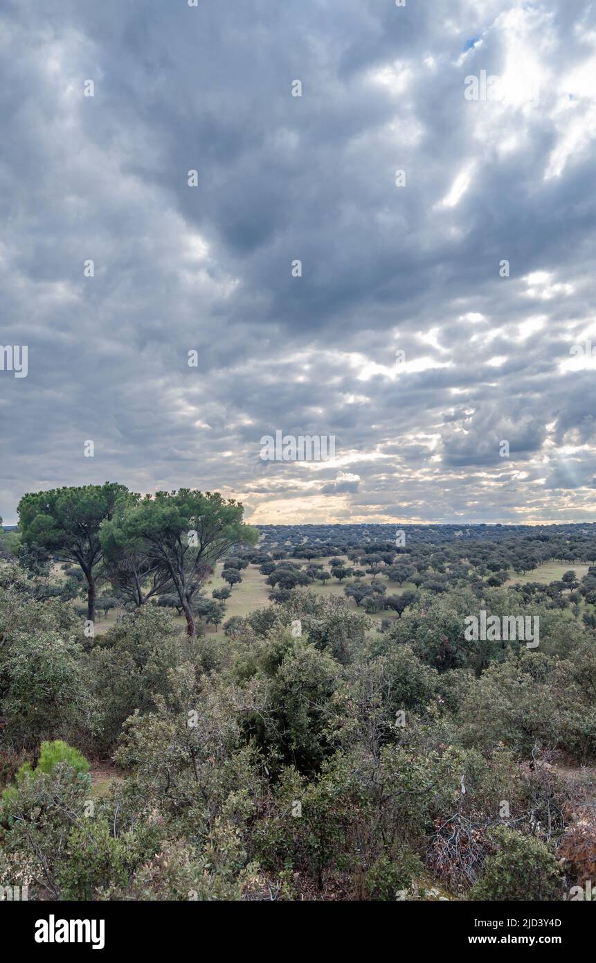 View of Monte el Pardo, a large forested area in Madrid, Spain, one of ...