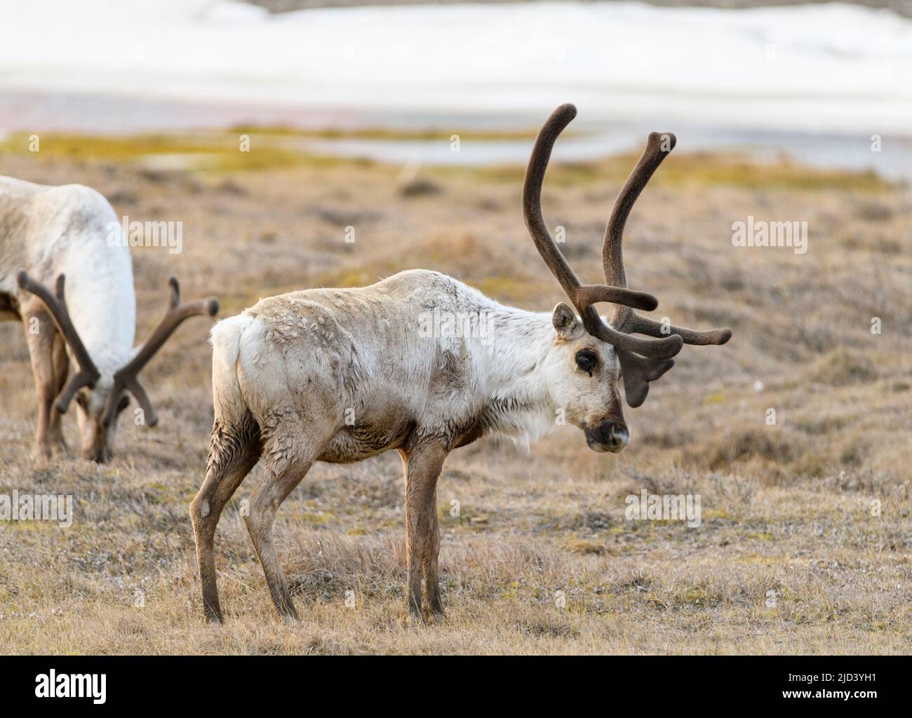 Reindeer hooves summer hi-res stock photography and images - Alamy