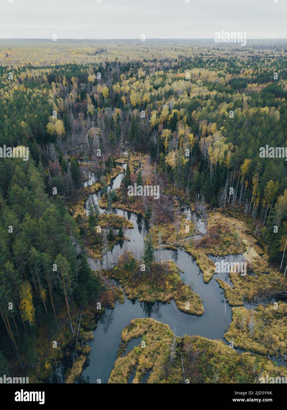 Forest with small river hi-res stock photography and images - Alamy