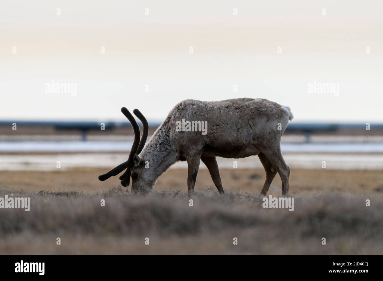 Alaska oil pipeline caribou hi-res stock photography and images - Alamy
