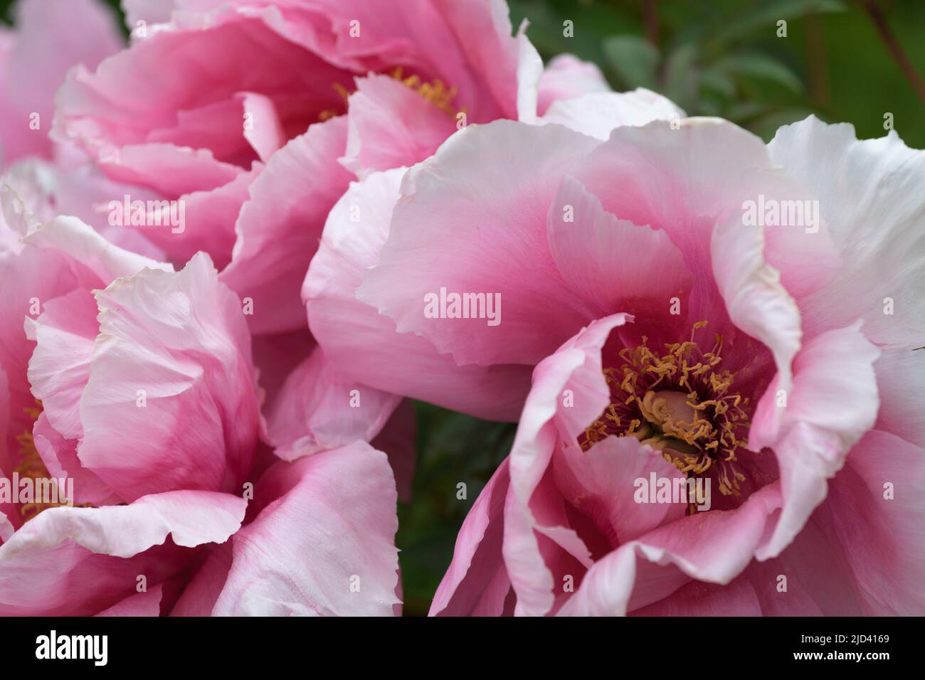 Paeonia genus hi-res stock photography and images - Alamy