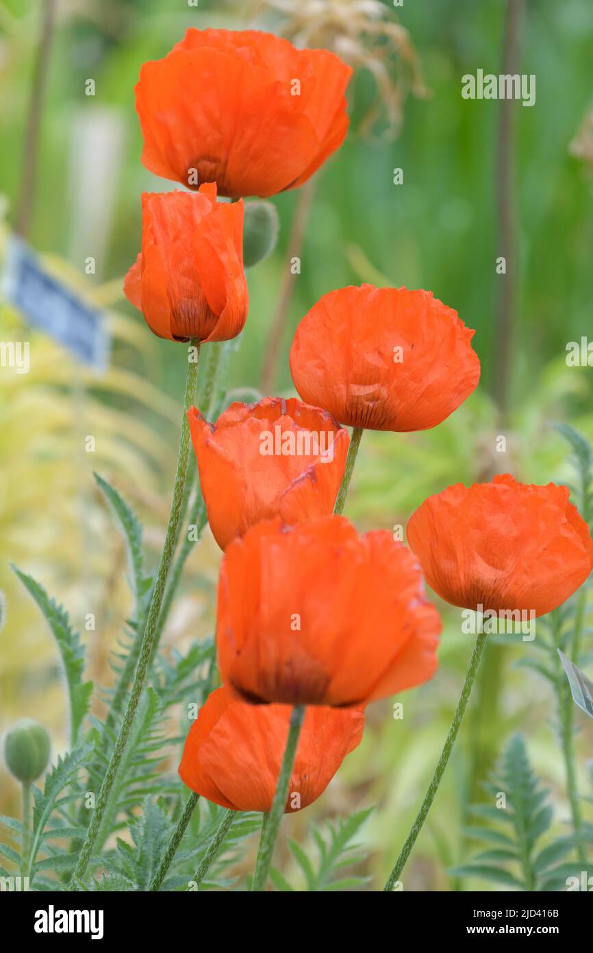 Setigerum hi-res stock photography and images - Alamy