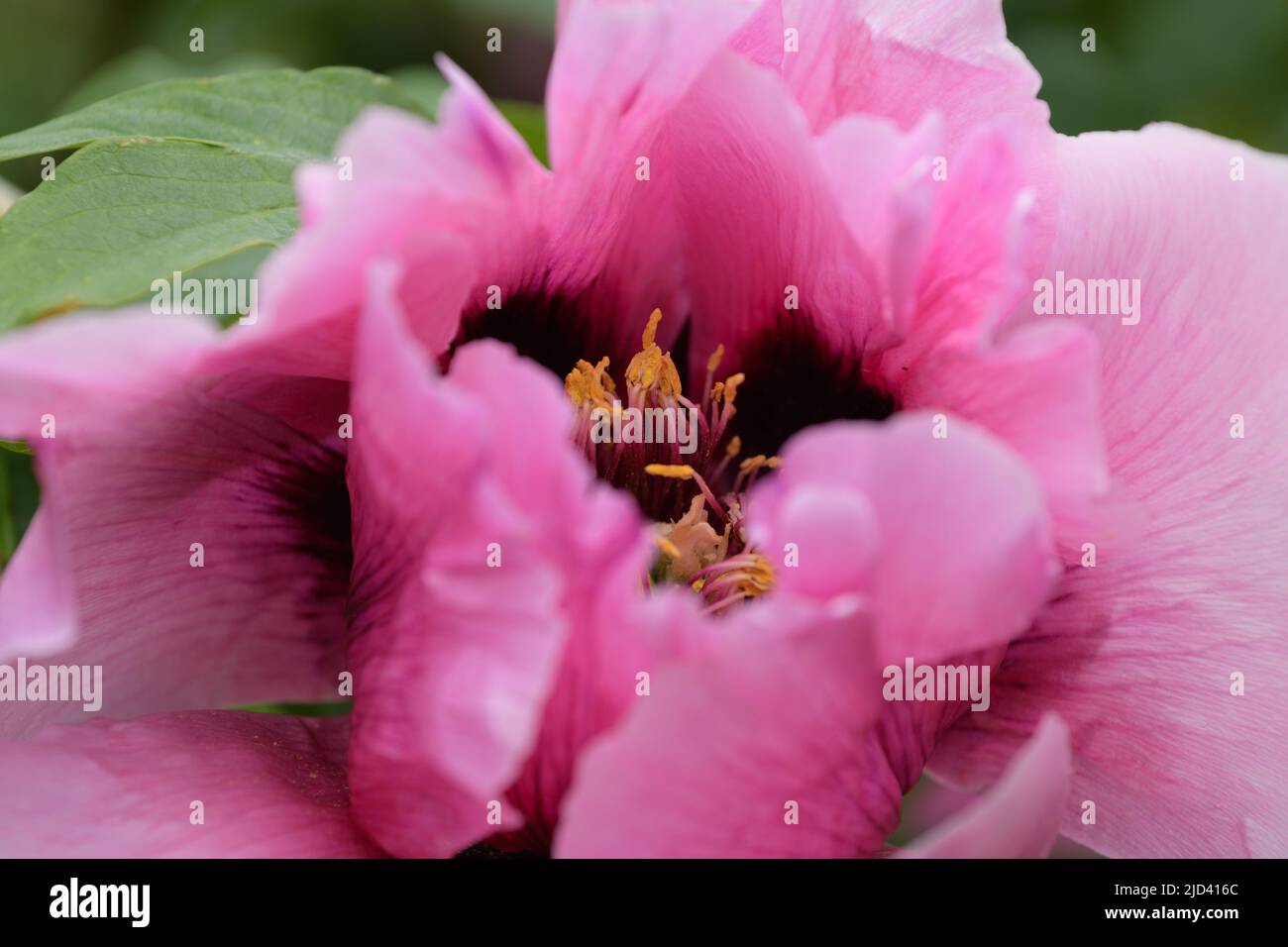 Closeup peony paeonia flower hi-res stock photography and images - Alamy