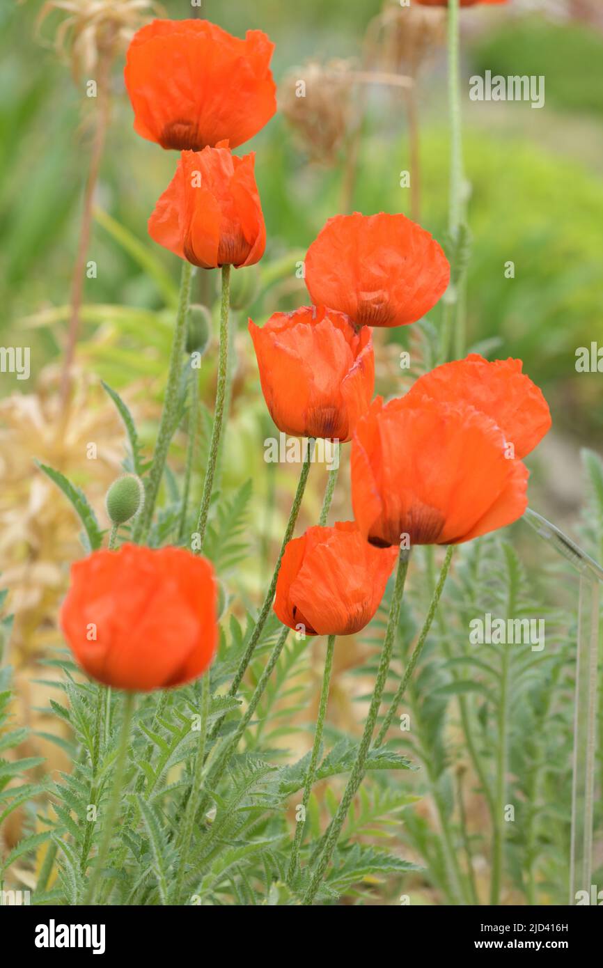 Red poppy flowers in bloom. Papaver setigerum Stock Photo - Alamy