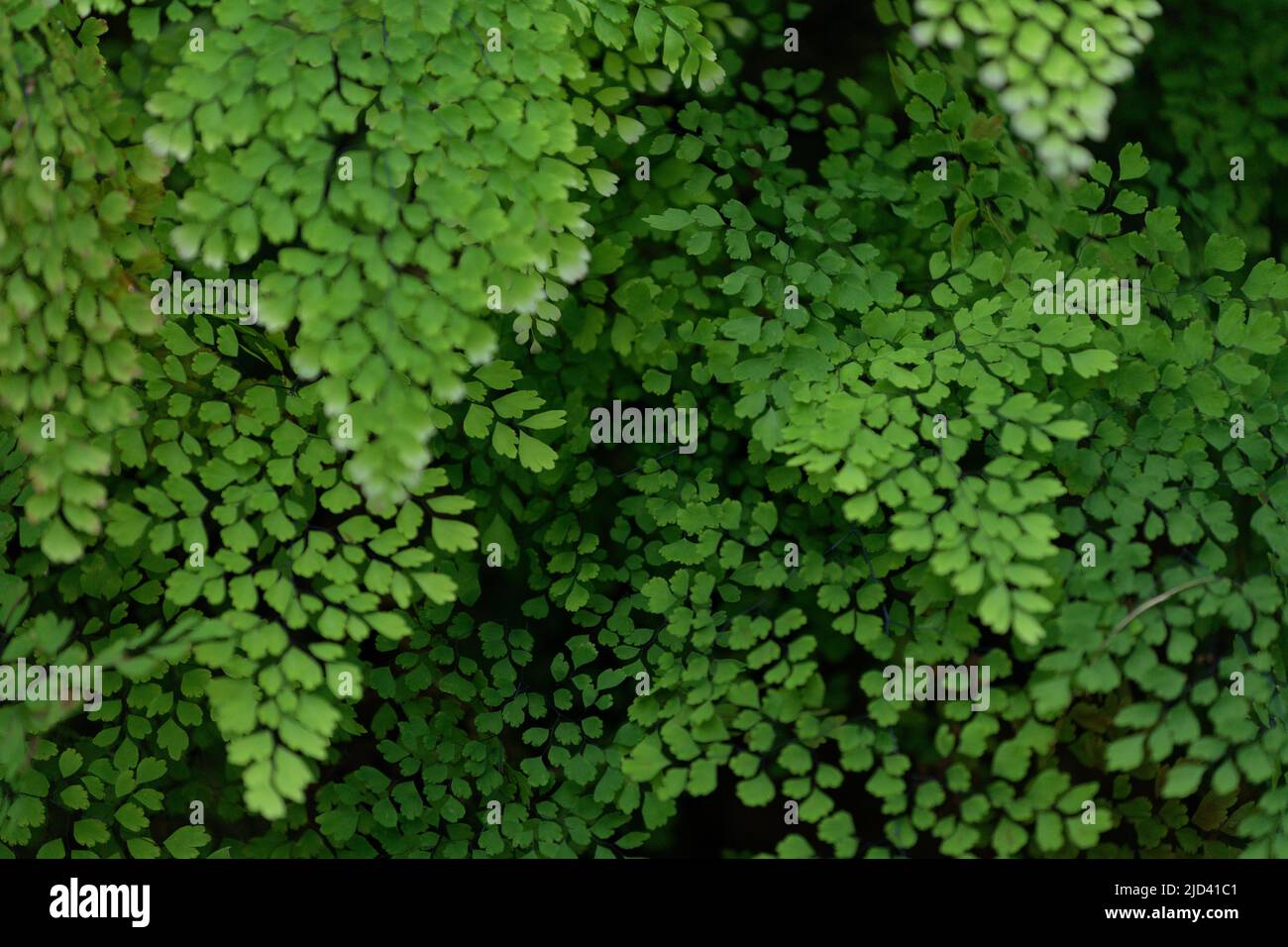 Adiantum raddianum, Delta maidenhair fern leaves Stock Photo - Alamy