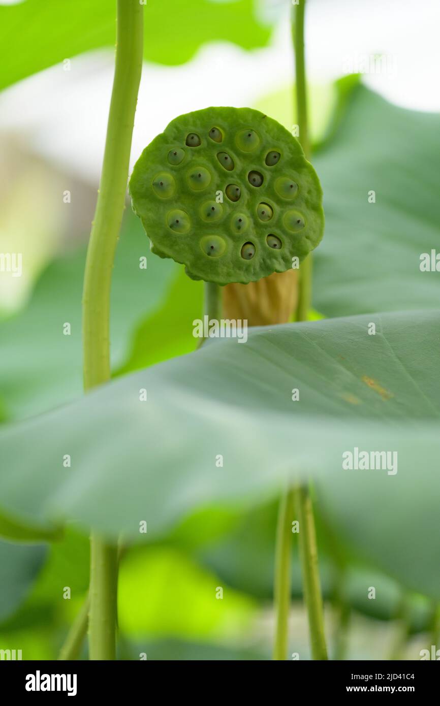 Carpellary receptacle of Lotus. Nelumbo nucifera Stock Photo - Alamy