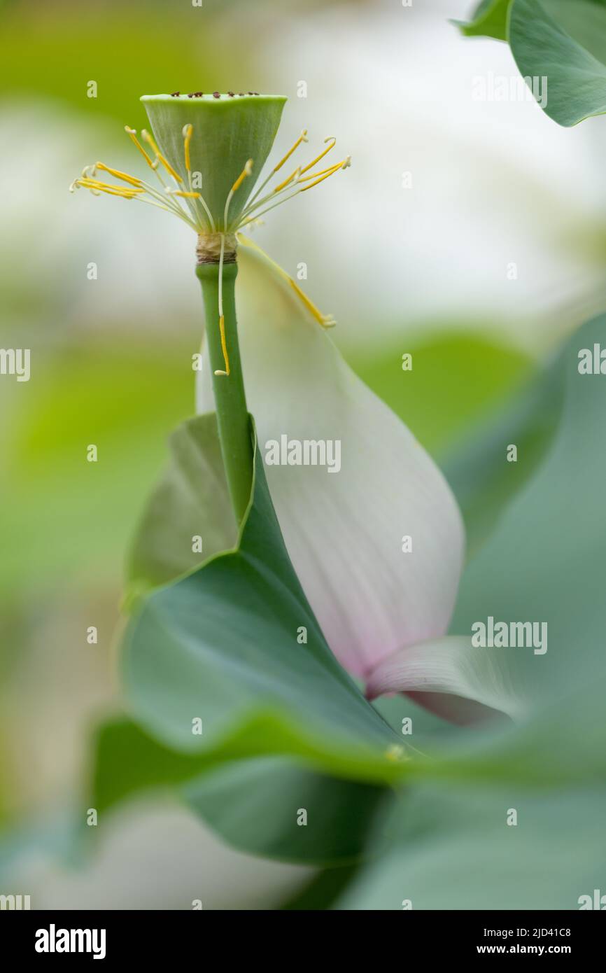 Carpellary receptacle of Lotus. Nelumbo nucifera Stock Photo - Alamy
