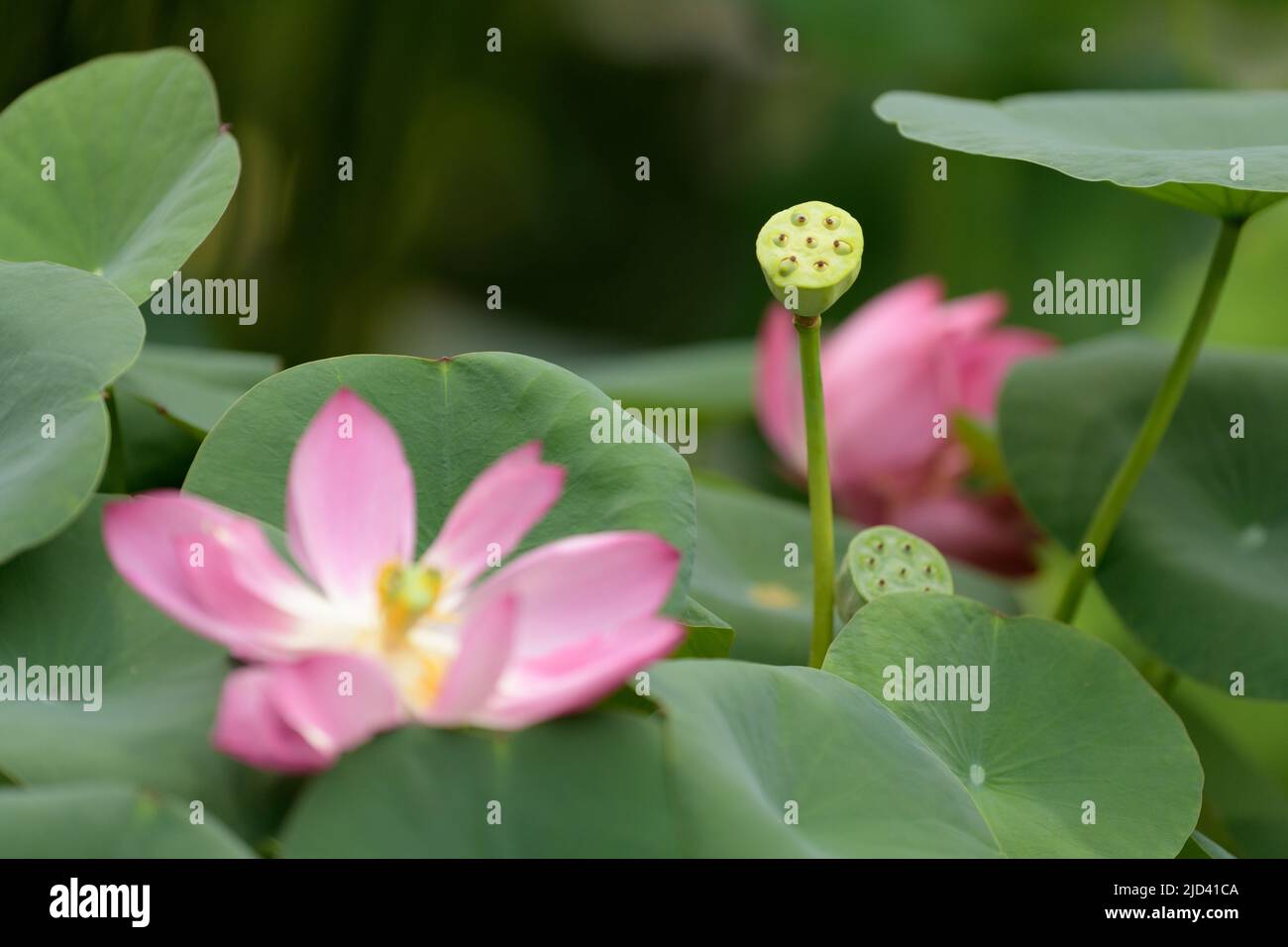 Lotus flower in bloom and Carpellary receptacle of lotus. Nelumbo ...