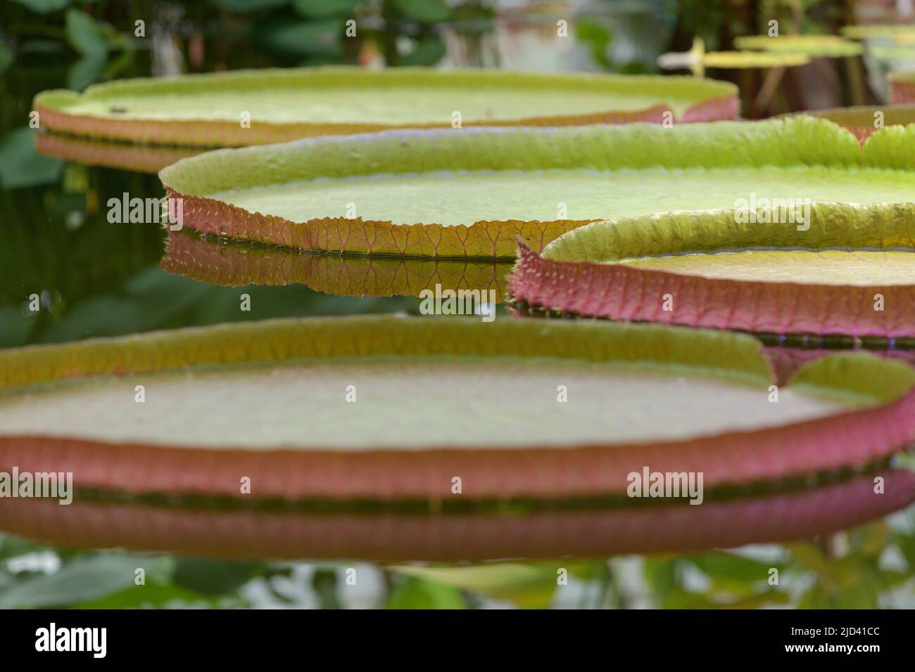 victoria amazonica flowering plant leaves Stock Photo - Alamy