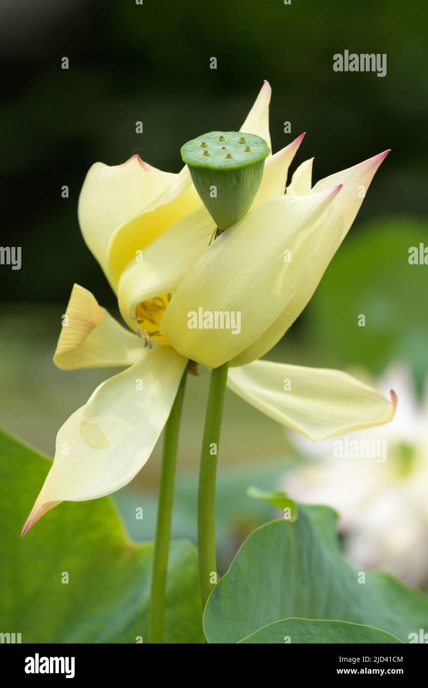 Lotus flower in bloom and Carpellary receptacle of lotus. Nelumbo ...