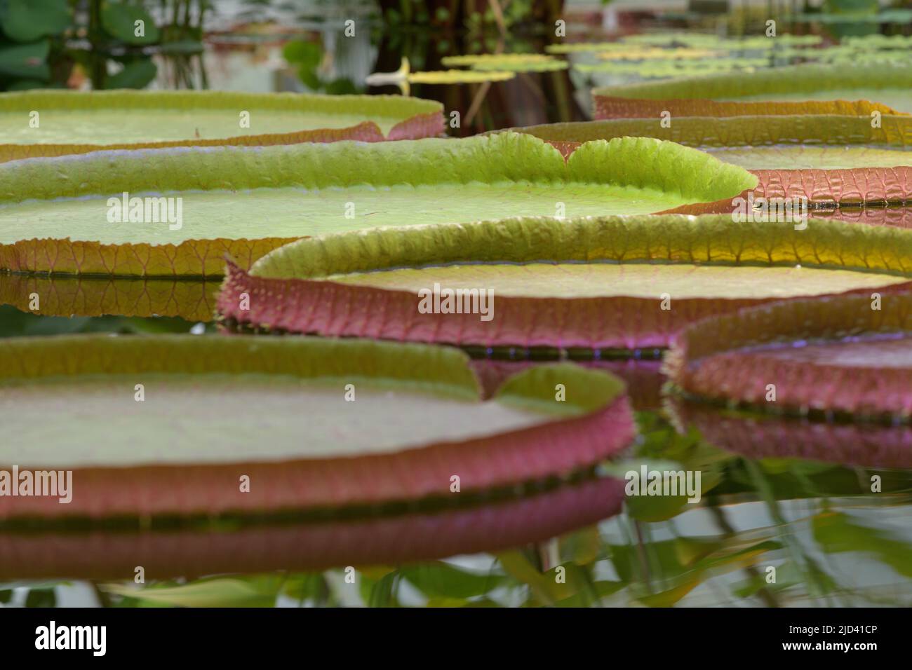 victoria amazonica flowering plant leaves Stock Photo - Alamy