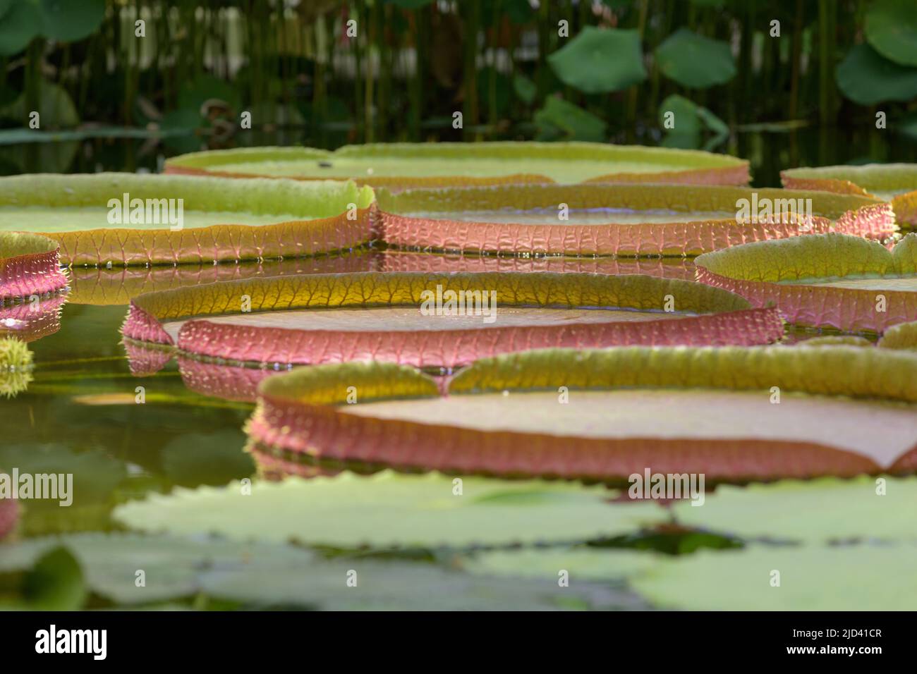 Victoria regia mauritius amazonian hi-res stock photography and images ...