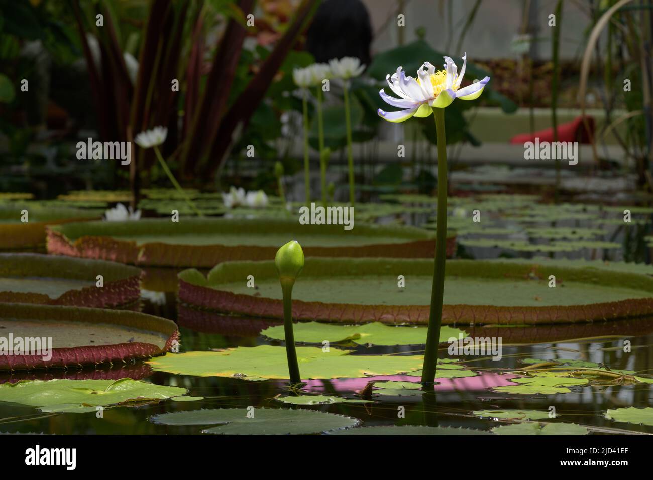 victoria amazonica flowering plant in bloom Stock Photo - Alamy