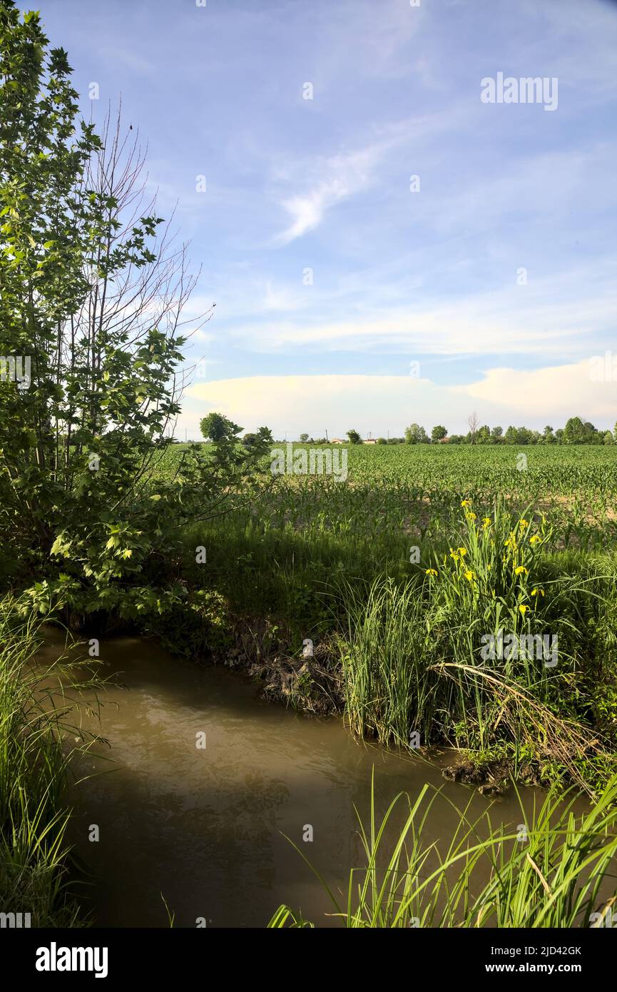Corn field in the italian countryside seen behind a stream of water ...